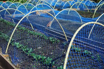 China Red del árbol frutal, red del pájaro para los árboles frutales en venta