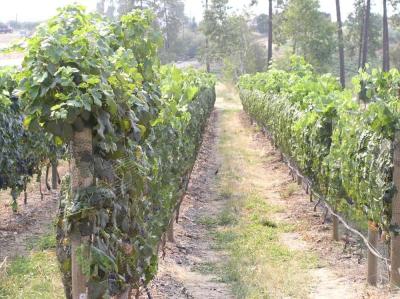 China Red del árbol frutal, red del pájaro para los árboles frutales en venta