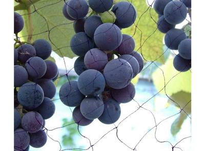 China Red del pájaro del viñedo, red del pájaro para proteger las uvas en venta