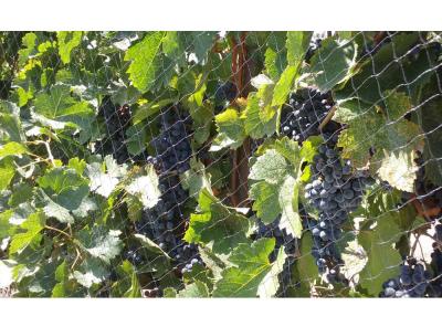 China Red del pájaro del viñedo, red del pájaro para proteger las uvas en venta