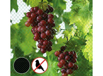 China Red del pájaro del viñedo, red del pájaro para proteger las uvas en venta