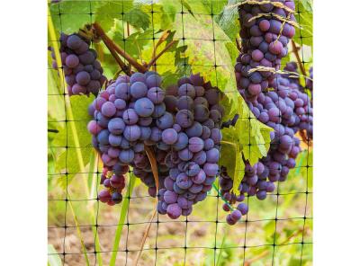 China Red del pájaro del viñedo, red del pájaro para proteger las uvas en venta