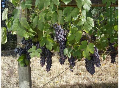 China Red del pájaro del viñedo, red del pájaro para proteger las uvas en venta