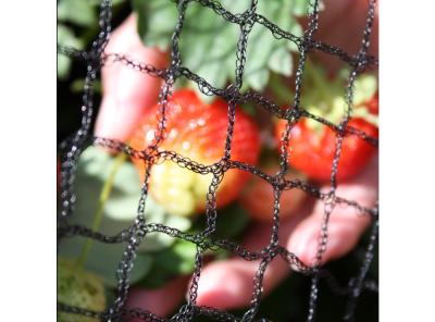 China Plastic Anti-Bird Netting for Strawberry for sale