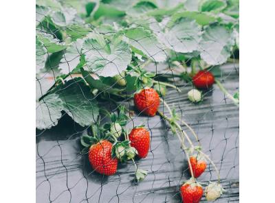 China Red del pájaro y de la pajarera para las plantas y los jardines en venta