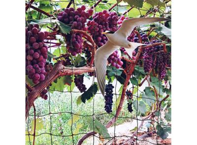 China Red del pájaro y de la pajarera para las plantas y los jardines en venta