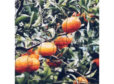 China Red del pájaro y de la pajarera para las plantas y los jardines en venta