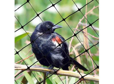 China Red del pájaro y de la pajarera para las plantas y los jardines en venta