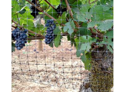 China Red del pájaro y de la pajarera para las plantas y los jardines en venta