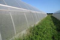China HDPE Anti Insect Netting 50g-150g UV Protected Agricultural Insect Net for Greenhouse Vegetables for sale
