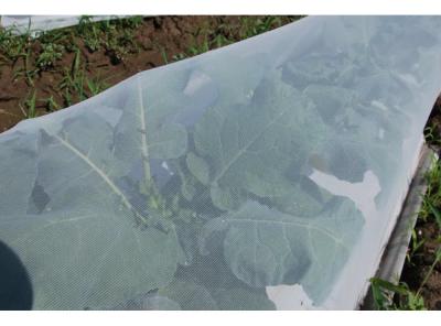 China Vegetable Anti-insect Nets for Sale for sale
