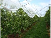 China HDPE Anti Hail Netting 40-100gsm UV Stabilized for Fruit Vegetable Garden Protection for sale