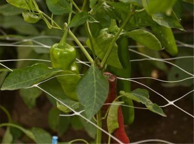 China Vegetable Plant Supporting Net for sale