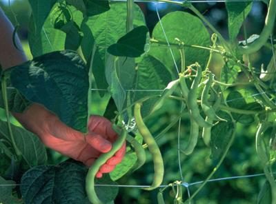 China Vegetable Plant Supporting Net for sale