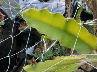 China PP UV Stabilized Plant Support Netting 1m-2m Width 100x100mm Mesh for Climbing Vegetables for sale