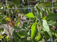 China PP UV Stabilized Plant Support Netting 1m-2m Width 100x100mm Mesh for Climbing Vegetables for sale