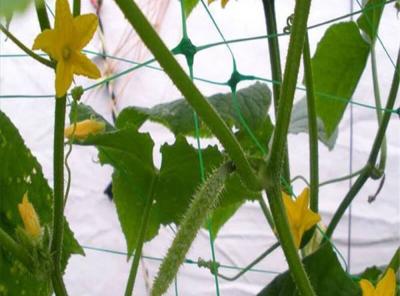 China Vine and Veggie Trellis Netting for sale