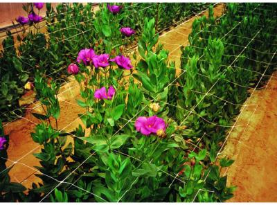 China Vine and Veggie Trellis Netting for sale
