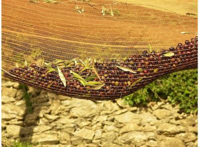 China Olive Picking Nets, red de la cosecha de la fruta en venta