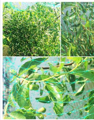 China 15' red del pájaro de x 100 ' en venta