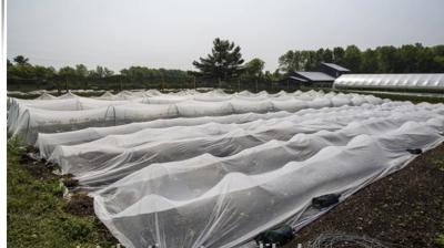 China 5 years usage 40x25 50x25 mesh anti insect net anti thrips mesh anti aphid net for sale
