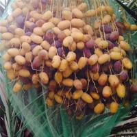 China HDPE Date Palm Mesh Bag with Drawstring 80x100cm UV Protected for sale