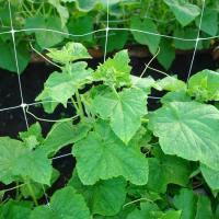 China HDPE Trellis Netting 2m x 100m UV Stabilized for Cucumber Plantation for sale