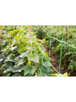 China HDPE Trellis Netting 2m x 100m UV Stabilized for Cucumber Plantation for sale
