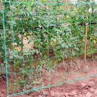 China HDPE Trellis Netting 2m x 100m UV Stabilized for Cucumber Plantation for sale
