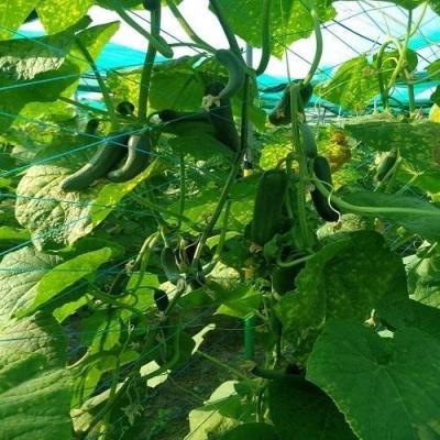 China El panel del enrejado de la red de la ayuda de la planta de la red del enrejado en venta