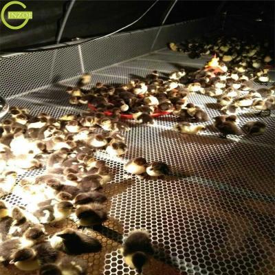 China Plastic flat breed mesh net for poultry for sale