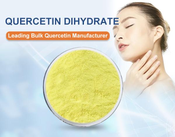 Quality Natural Sophora Japonica Plant Extract Powder 99% Quercetin Dihydrate for sale