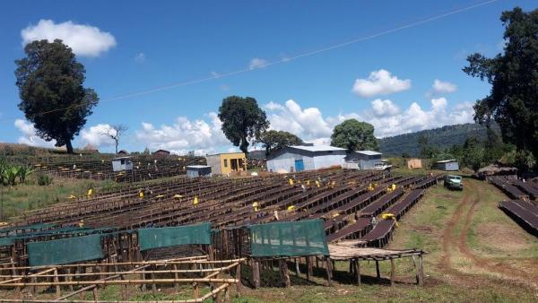 Quality Yirgacheffe Aricha Natural SOE for sale