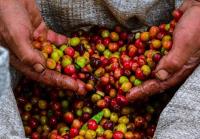 China Yirgacheffe Aricha Natural SOE for sale