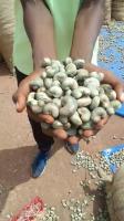 Quality Organic Roasted Cashew Nuts Rich Flavor Perfect Snack Ingredient Ideal Choice for sale