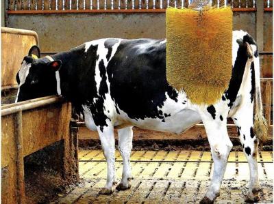 China Electric Cow Grooming Brush Body Scraper Automatic 60KG for sale