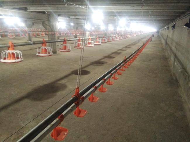 pvc pipe chicken feeders  for feeding line broilers feeding and drinking poultry equipment feeder quail chick tray pan
