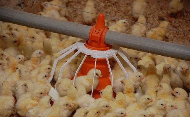 Automatic brolier feeding system  floor feeding System for broiler chicken farm house ground poultry Feed Equipment