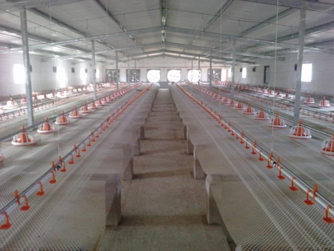 Automatic brolier feeding system  floor feeding System for broiler chicken farm house ground poultry Feed Equipment