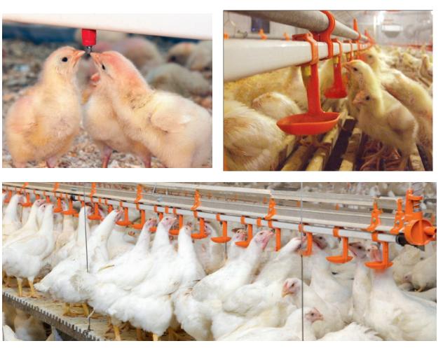 double wing twin lock nipple drinker for Poultry Broiler layer bird quail chicken drinking