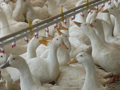 China Duck Goose Automatisches Futternapf-Futtersystem für Geflügelställe zu verkaufen