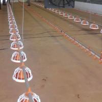 China SS Automatic Poultry Feeder System For Chicken Broiler Breeder Layer for sale