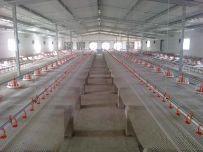 Cina Mangiatoia per mangime per pollame con sistema automatico di mangime per pollame economico in stile moderno in vendita