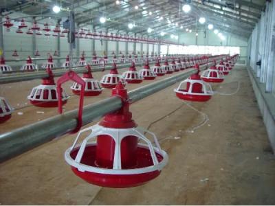 Cina Mangiatoia per mangime per pollame con sistema automatico di mangime per pollame economico in stile moderno in vendita