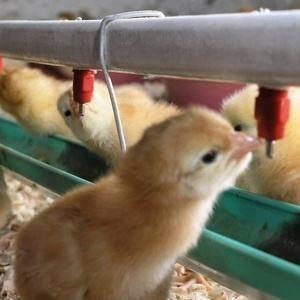 Cina Attrezzatura per l'agricoltura Bevitore automatico di applicazioni per l'irrigazione del pollo, bevitore di capezzoli in plastica + acciaio inossidabile per fr in vendita