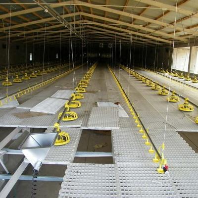 Cina Attrezzatura per l'agricoltura di polli da carne ruspanti di pollame di vendita calda alimentatore per polli sistema di alimentazione automatica per animali da carne per polli da carne in vendita
