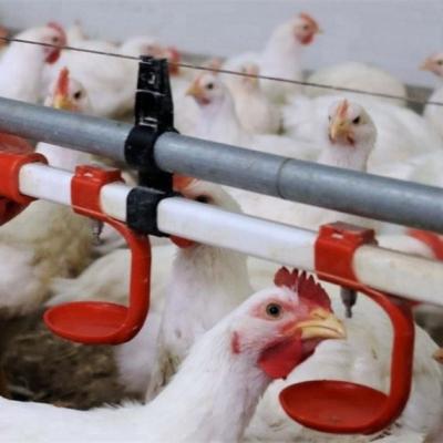 中国 自動乳首給水システム 販売のため