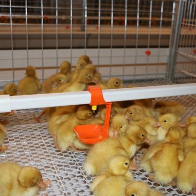 Cina Attrezzature per l'allevamento di animali e pollame Sistema automatico per abbeverare il capezzolo del pollame Waters di pollo in vendita