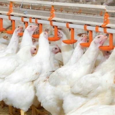 Cina 38,8 mm Acqua Capezzolo Bevitore Pollo Mangiatoia Pollame Sistemi idrici in vendita