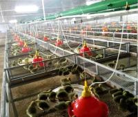 China Chicken Automatic Waterer Drinker Plasson Bell Drinker Goose Duck Chicken Drinker for sale